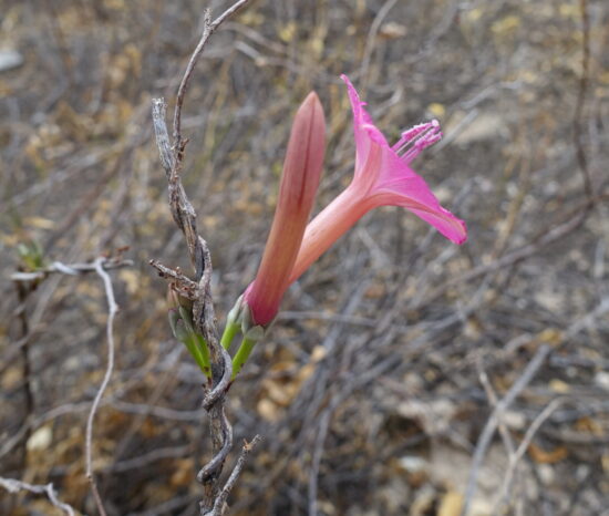 The genus Ipomoea - THE IPOMOEA PROJECT